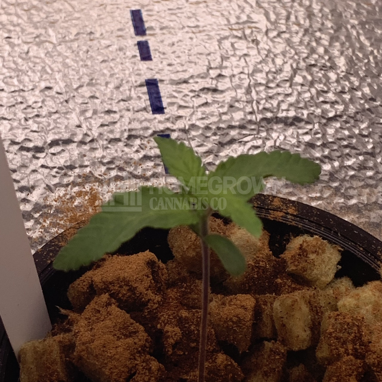 Grape Killer 99 Feminized Cannabis Seeds week 3 grow journal by ...