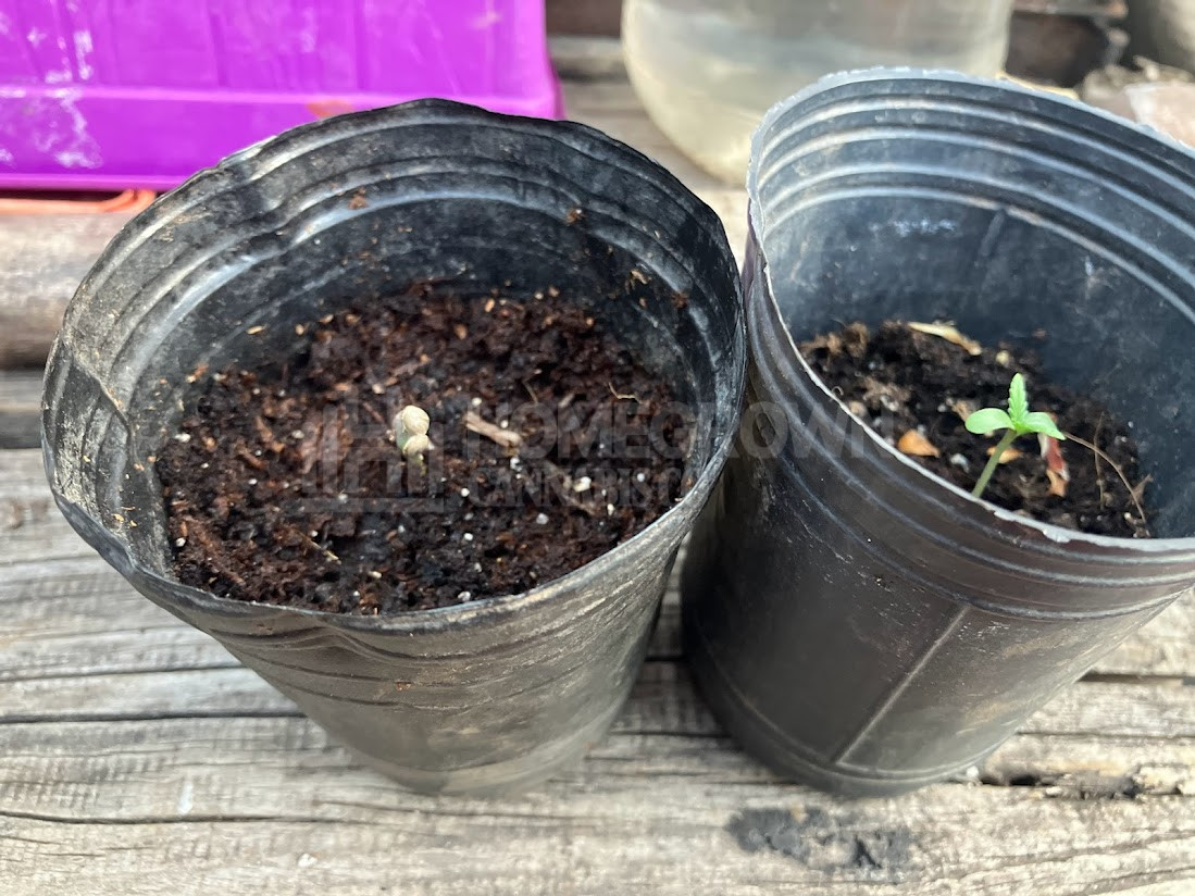 Purple Punch Autoflower Cannabis Seeds week 1 grow journal by half ...