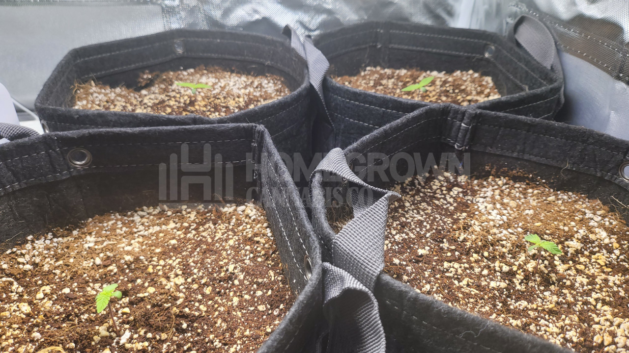 Magnum Autoflower Cannabis Seeds week 1 grow journal by hapy4you ...