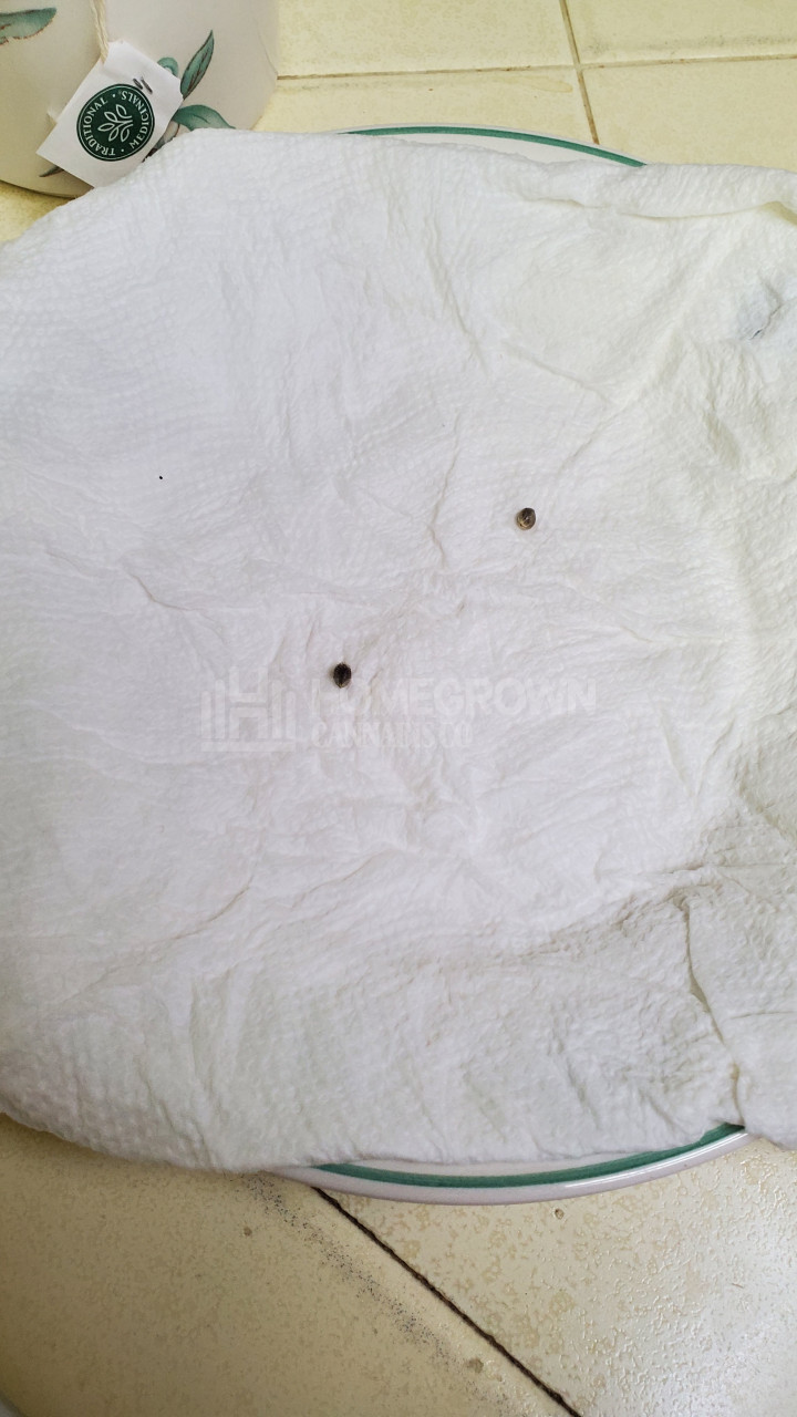 Lowryder Autoflower Cannabis Seeds week 1 grow journal by bigjay ...