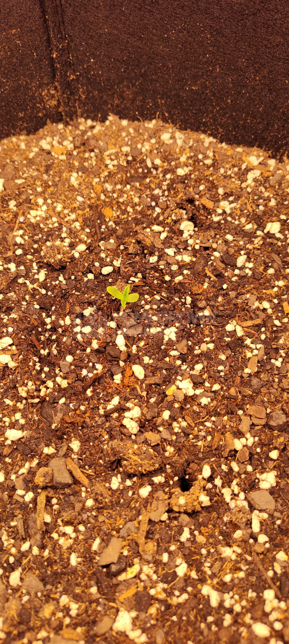 Jack Herer Autoflower Cannabis Seeds week 1 grow journal by tbyrd ...