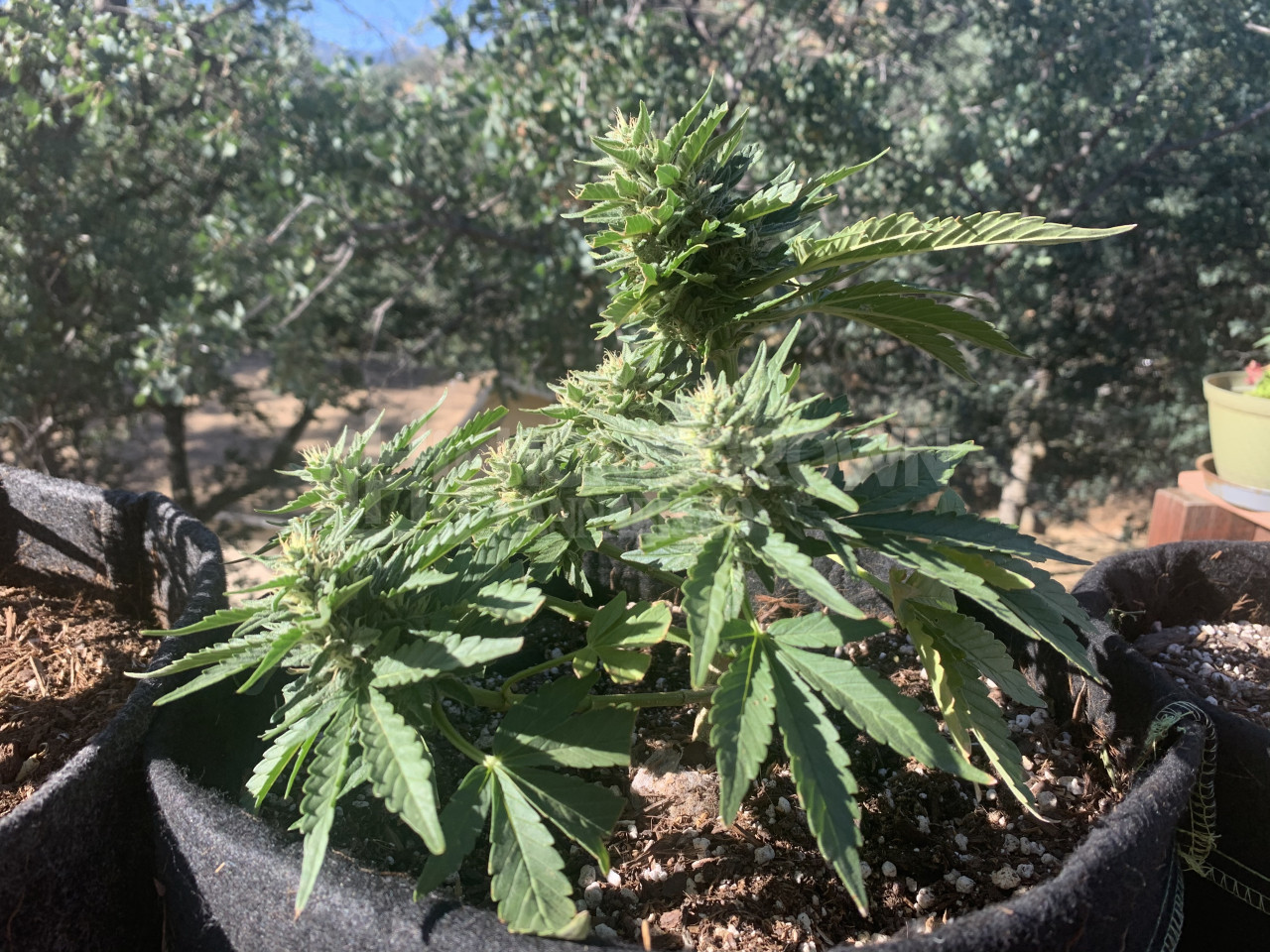 Critical Purple Autoflower Cannabis Seeds week 9 grow journal by ...