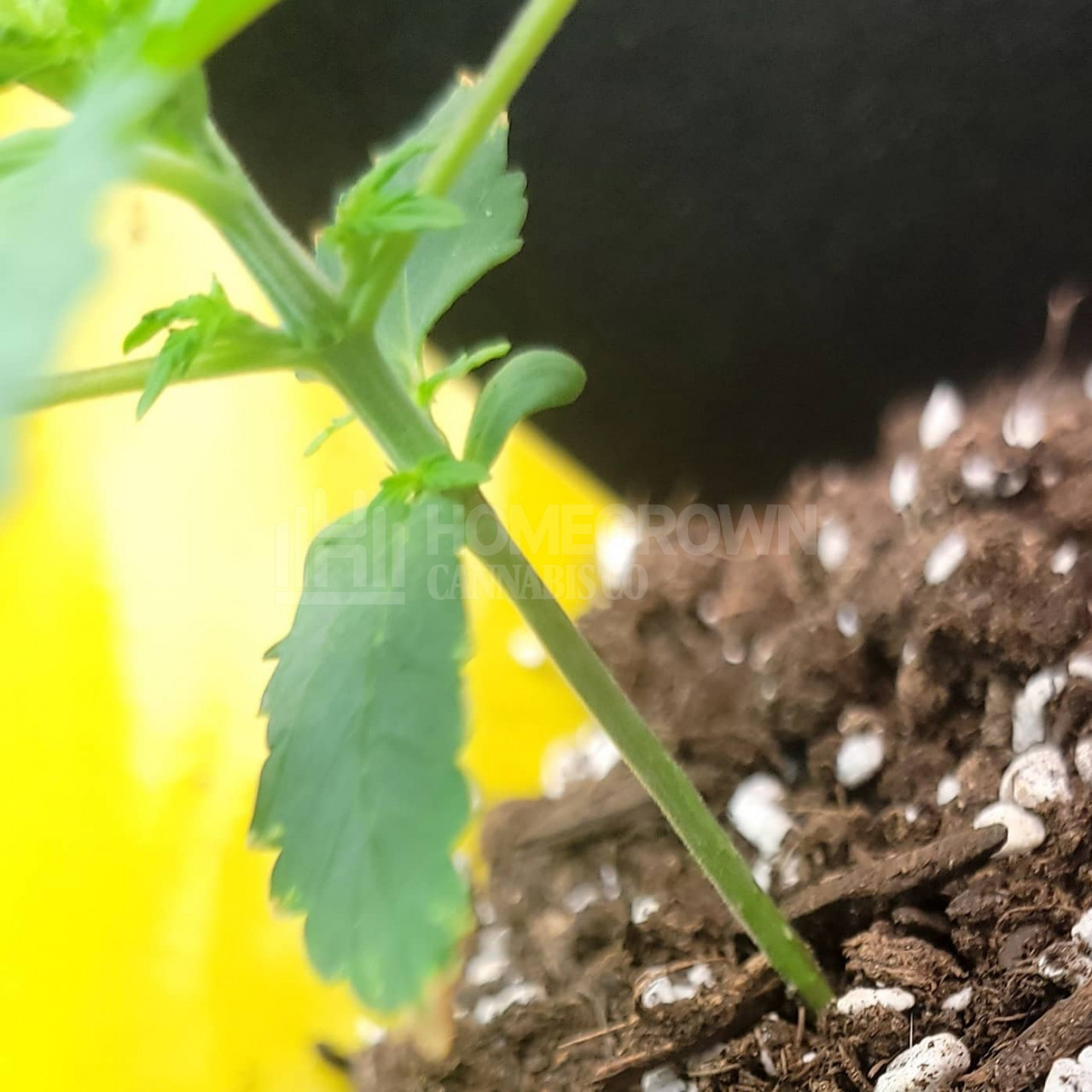 Critical Purple Autoflower Cannabis Seeds week 3 grow journal by ...