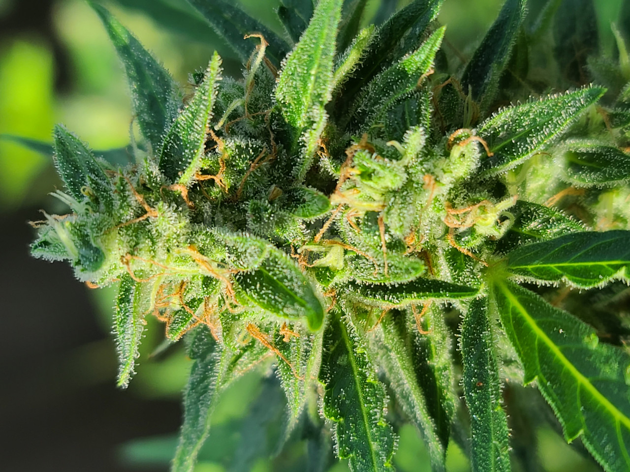 Diesel Autoflower Cannabis Seeds week 12 grow journal by chicago ...