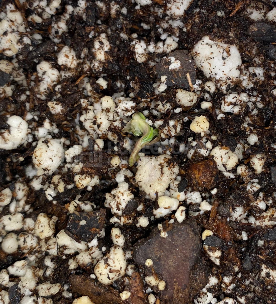 Shishkaberry Punch Feminized Cannabis Seeds week 1 grow journal by ...