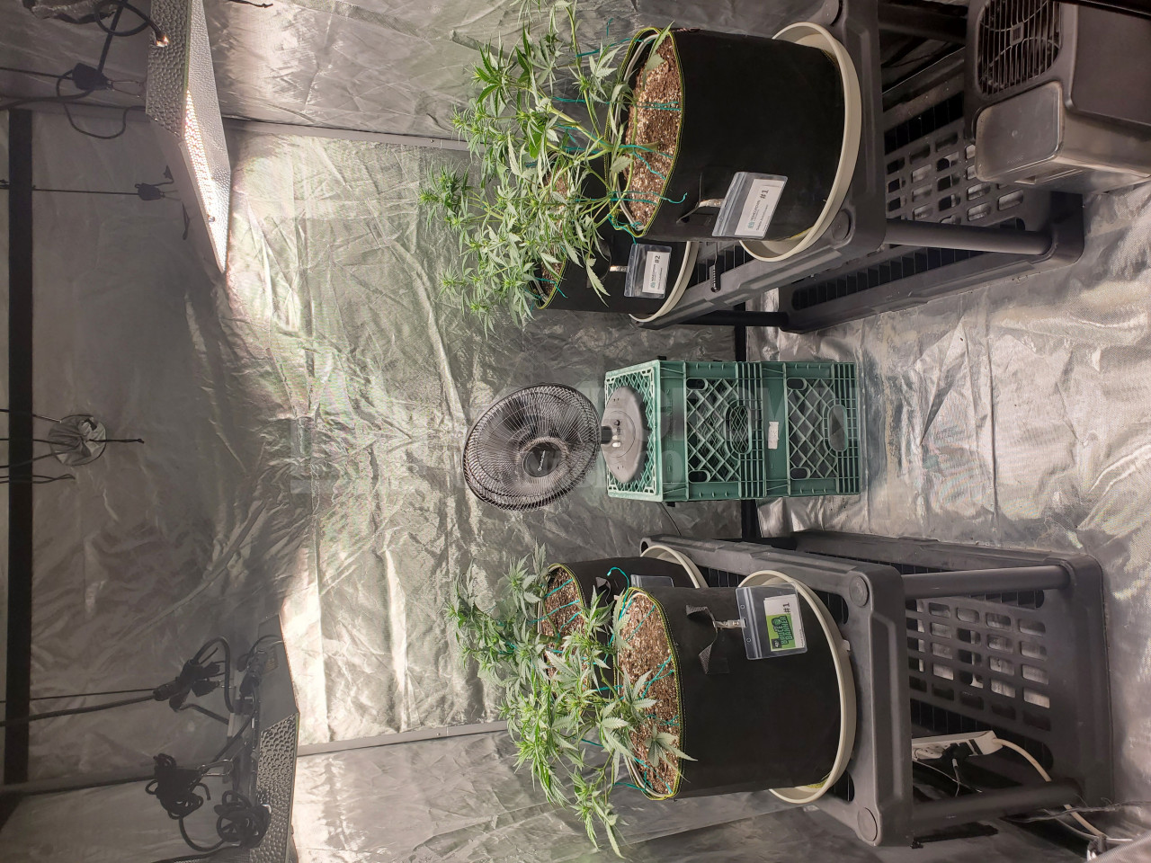 Gelato Autoflower Cannabis Seeds week 6 grow journal by turnandburn ...