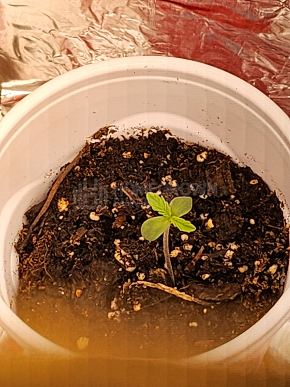 AK-47 Fast Version Cannabis Seeds week 2 grow journal by overkill - Ak ...