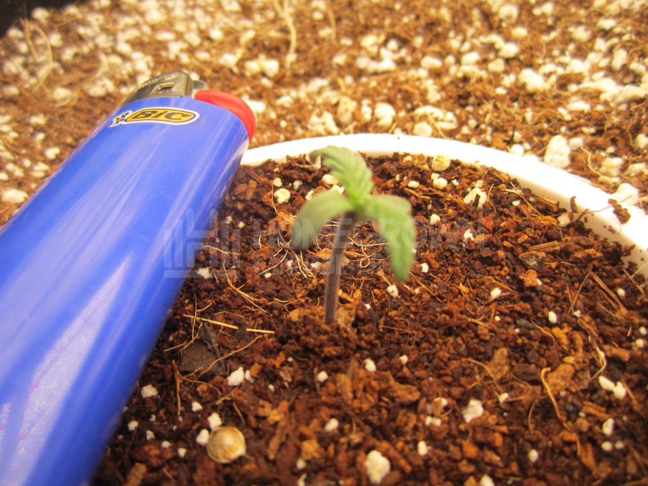 Runtz Autoflower Cannabis Seeds week 2 grow journal by odysseuss ...