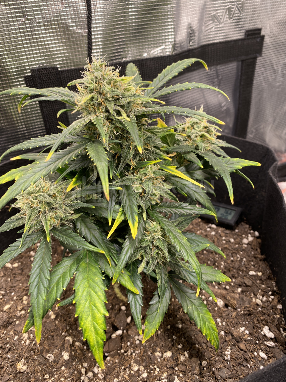 Bruce Banner Autoflower Cannabis Seeds week 8 grow journal by tkell ...