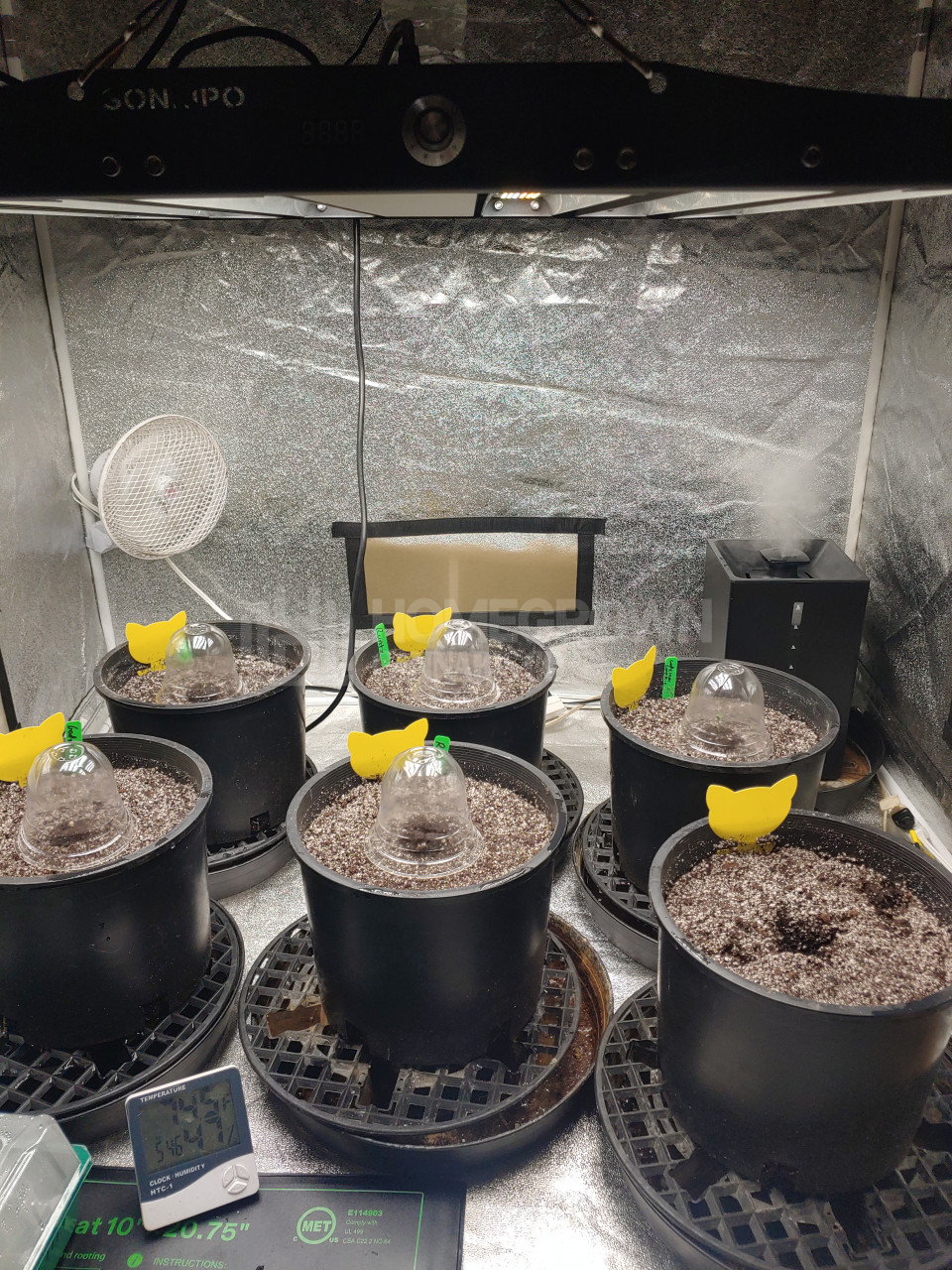 Runtz Autoflower Cannabis Seeds week 1 grow journal by jimig1974 ...