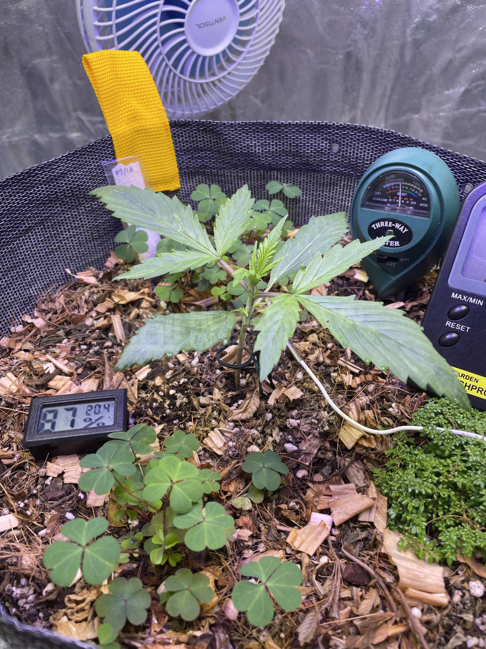 Critical Purple Autoflower Cannabis Seeds week 4 grow journal by resuss ...