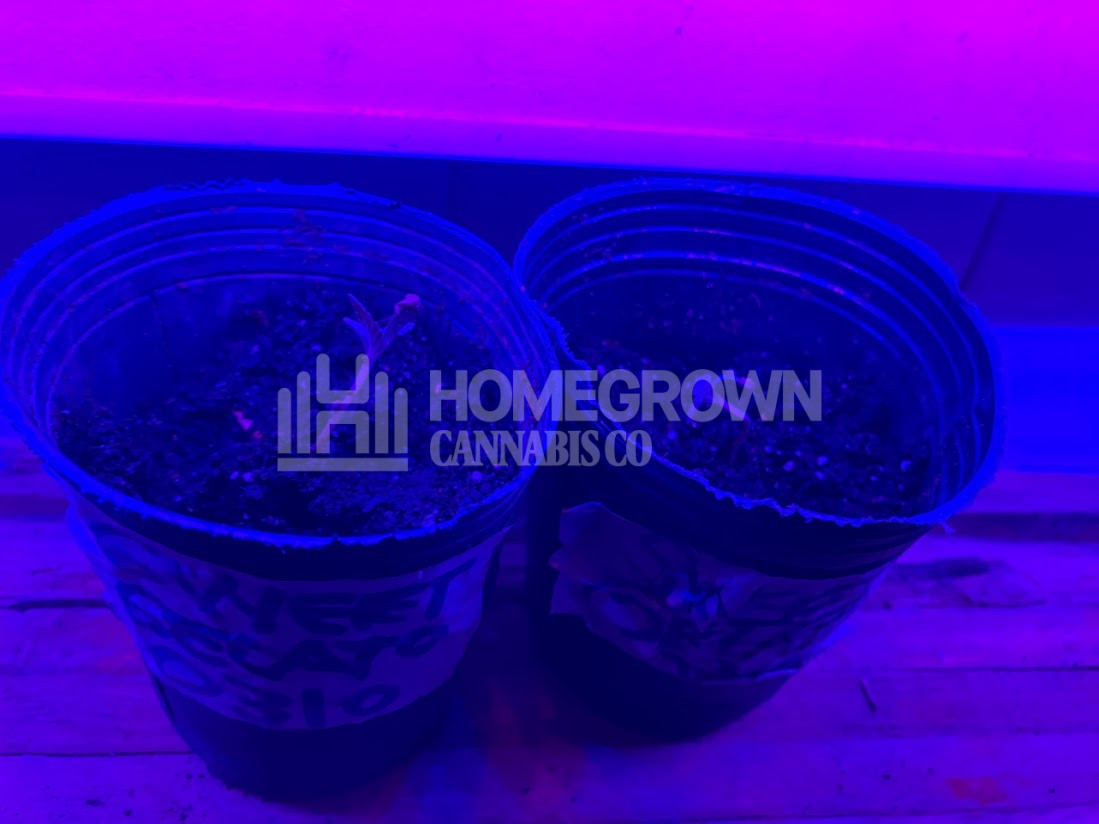 Gelato Autoflower Cannabis Seeds week 1 grow journal by half-shadow ...