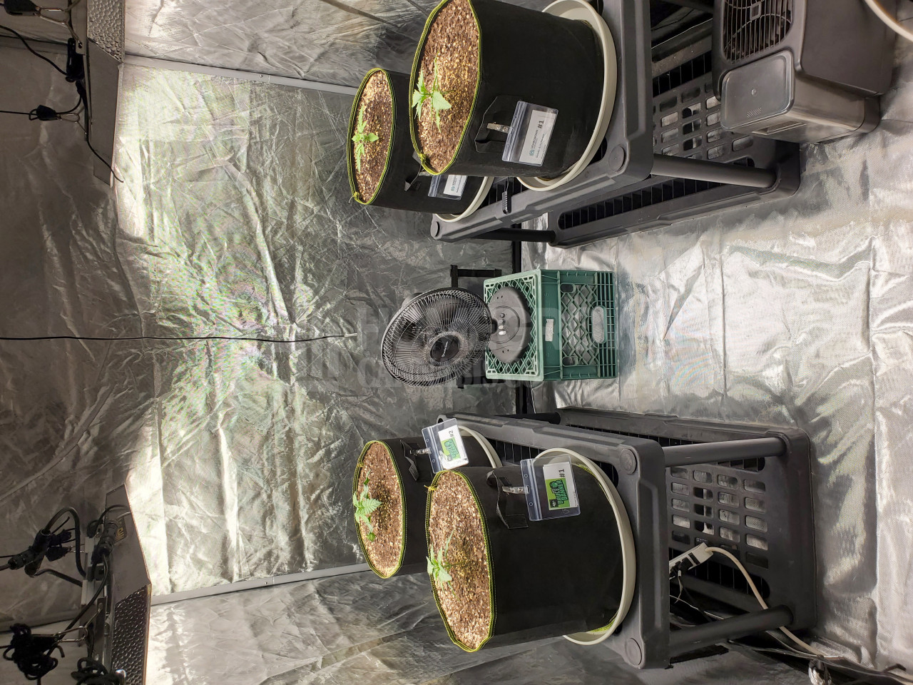 Gelato Autoflower Cannabis Seeds week 4 grow journal by turnandburn ...