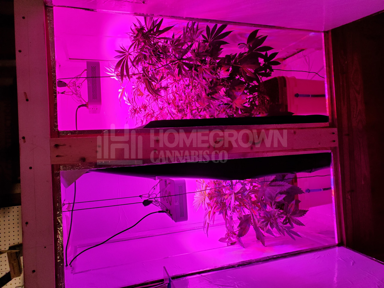 OG Kush Autoflower Cannabis Seeds week 1 grow journal by mc13 - Loose ...