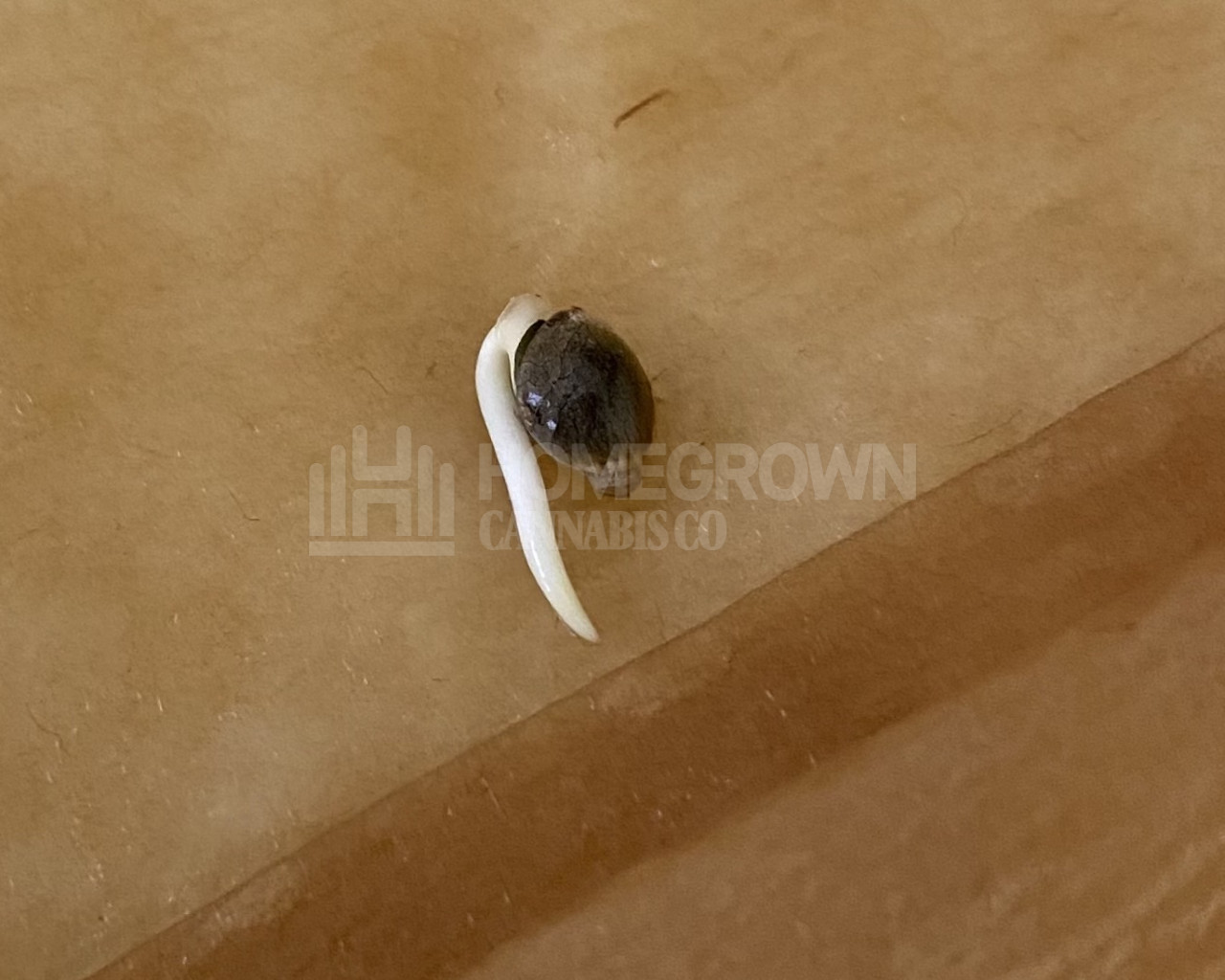 Shishkaberry Punch Feminized Cannabis Seeds week 1 grow journal by ...