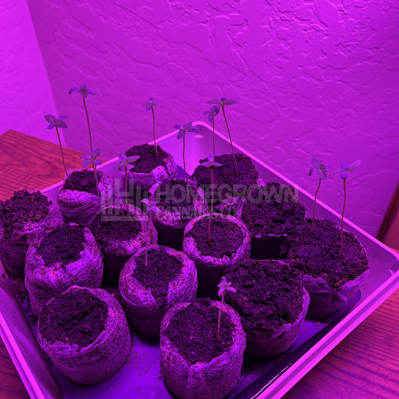 Chocolope Feminized Cannabis Seeds week 2 grow journal by chef602 ...