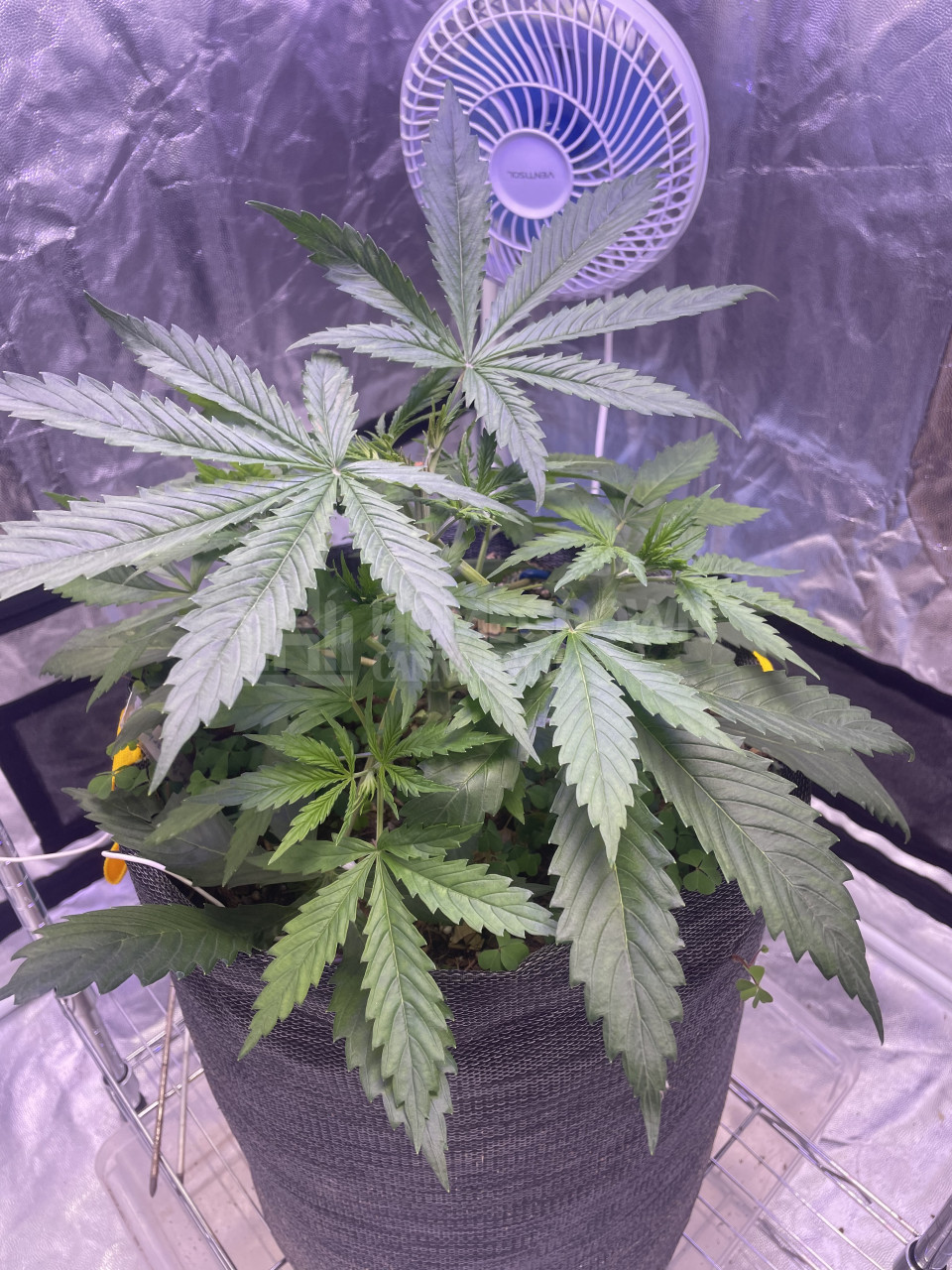 Critical Purple Autoflower Cannabis Seeds week 6 grow journal by resuss ...
