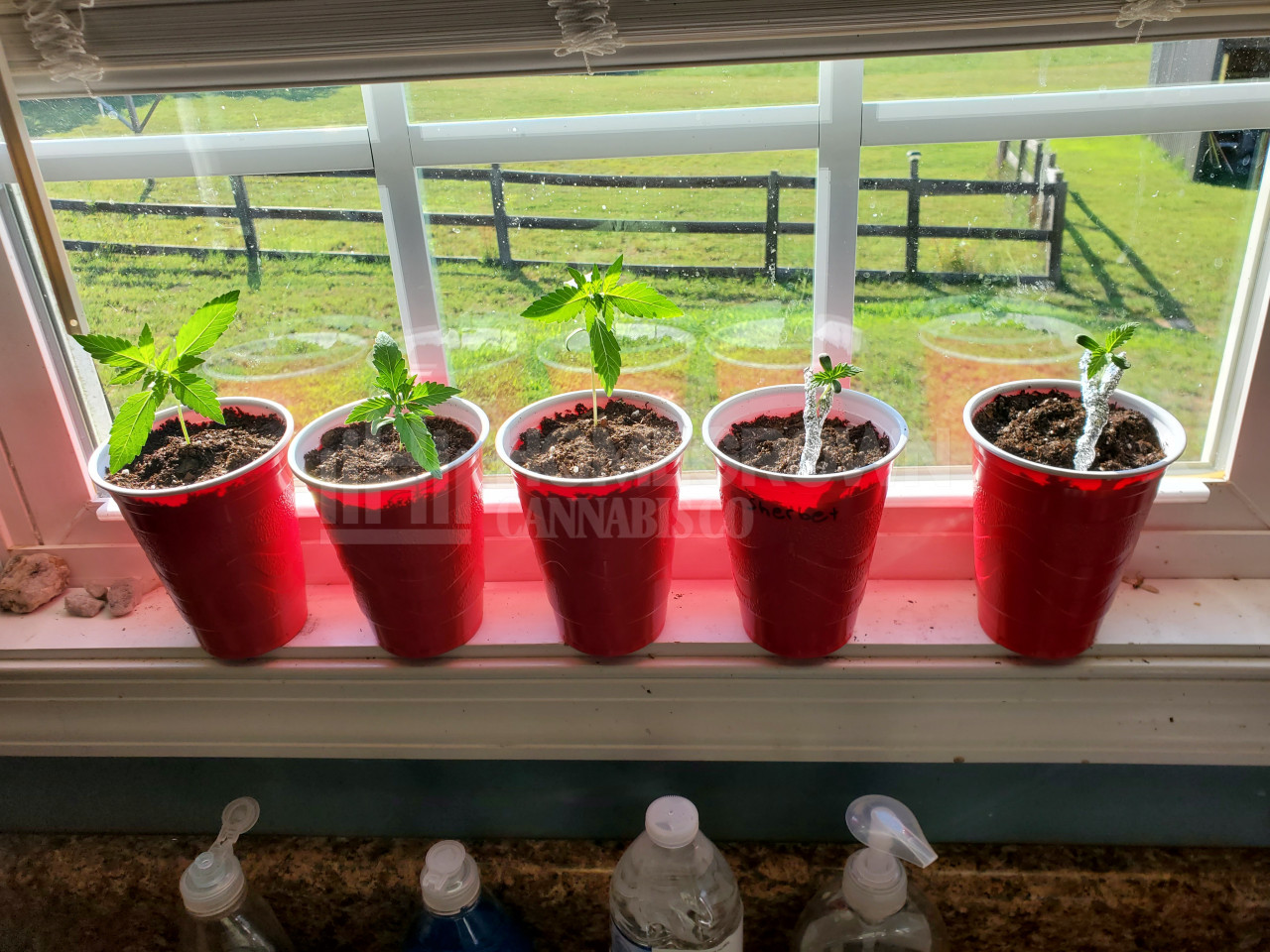 Bruce Banner Autoflower Cannabis Seeds week 2 grow journal by ...