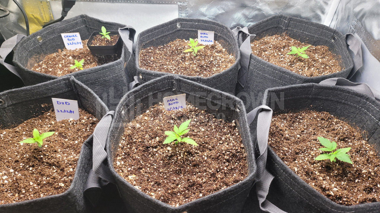 Magnum Autoflower Cannabis Seeds week 3 grow journal by hapy4you ...
