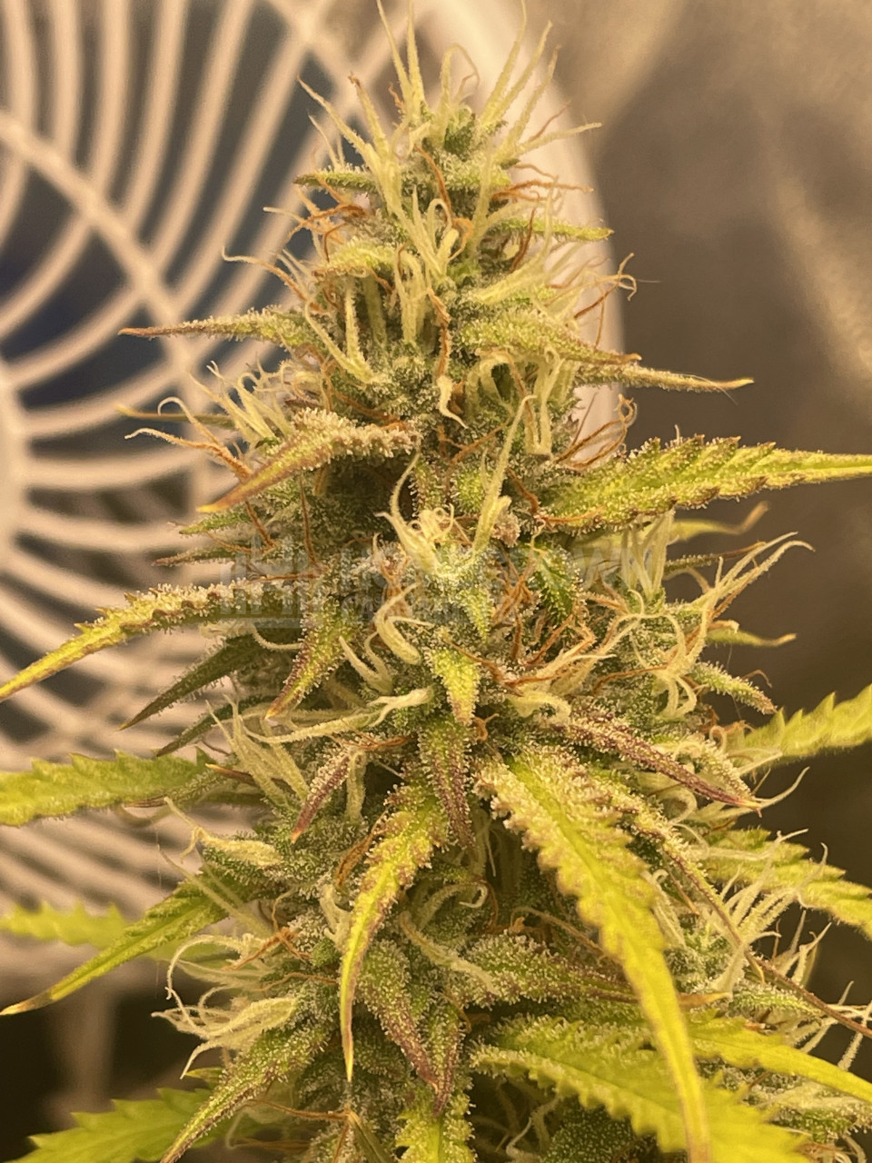 Critical Purple Autoflower Cannabis Seeds week 12 grow journal by ...