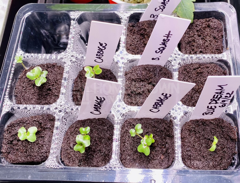 Blue Dream Feminized Cannabis Seeds week 1 grow journal by cdcotton ...