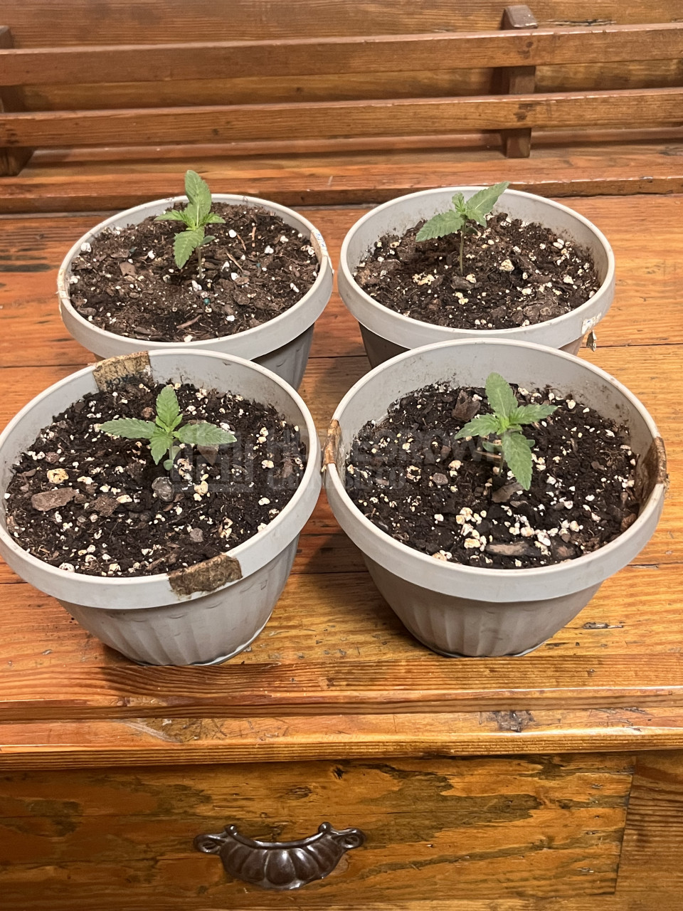 Amnesia Lemon Regular Cannabis Seeds week 2 grow journal by strother62 ...