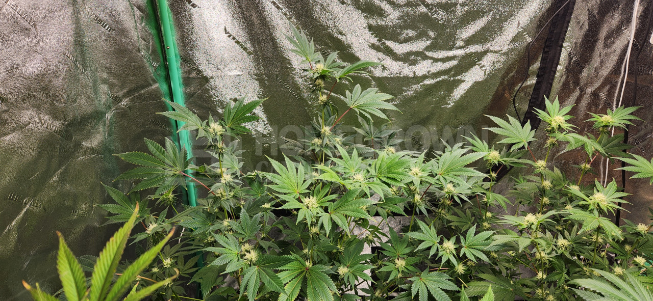 Runtz Feminized Cannabis Seeds week 12 grow journal by dirtyjesus ...