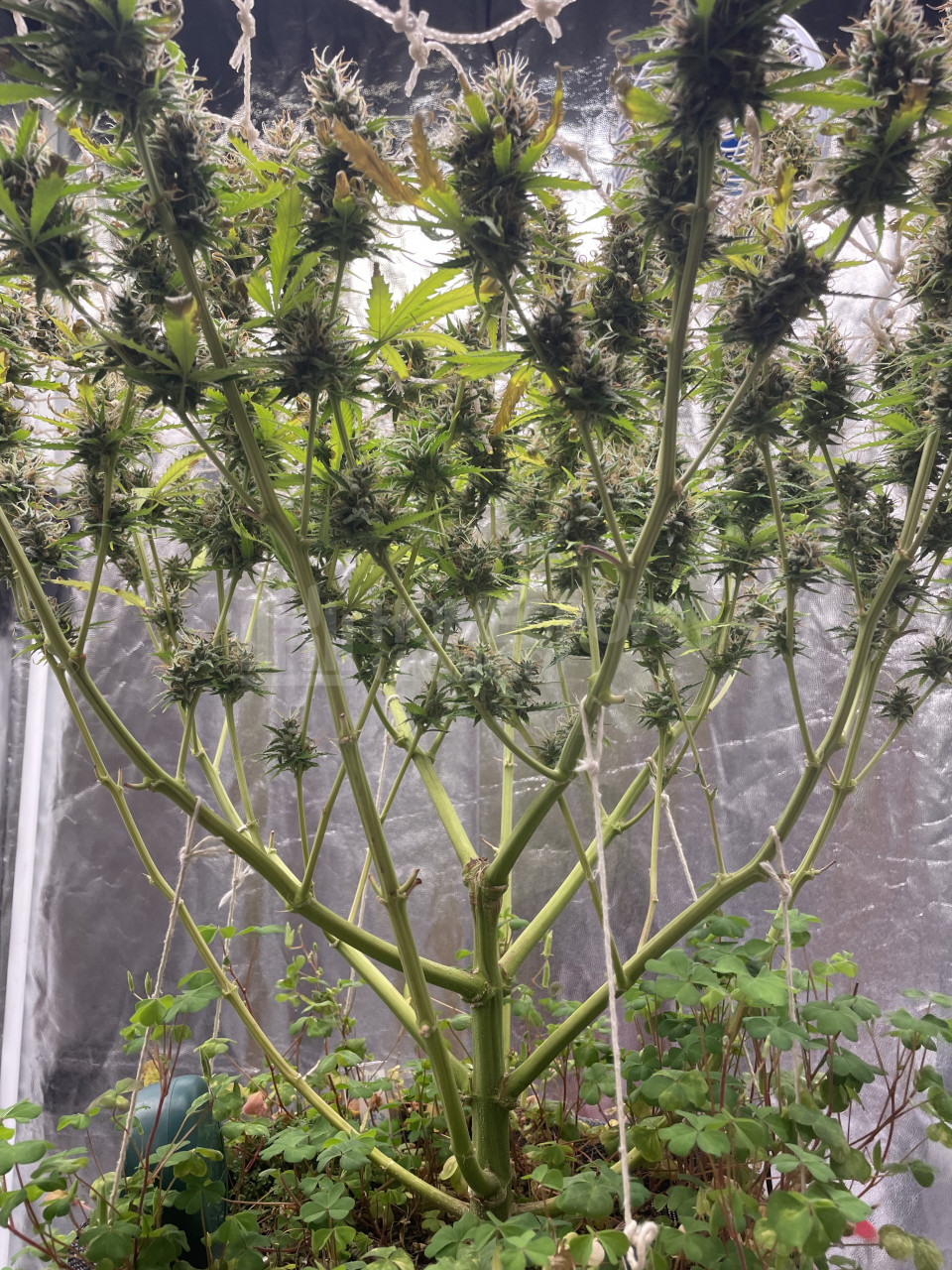 Critical Purple Autoflower Cannabis Seeds week 13 grow journal by ...