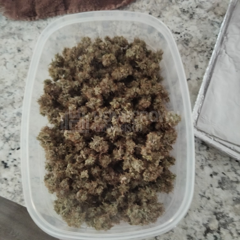 Cream Autoflower Cannabis Seeds week 19 grow journal by fgs2021 ...