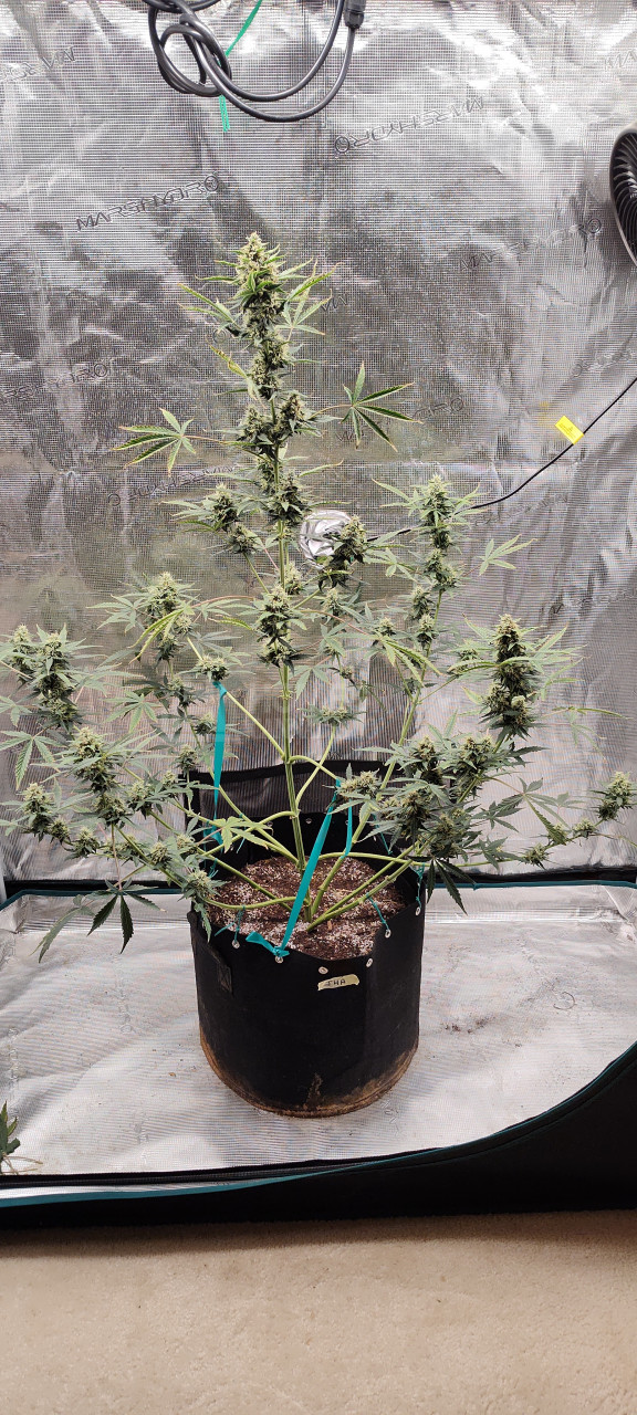Jack Herer Autoflower Cannabis Seeds week 8 grow journal by tbyrd ...