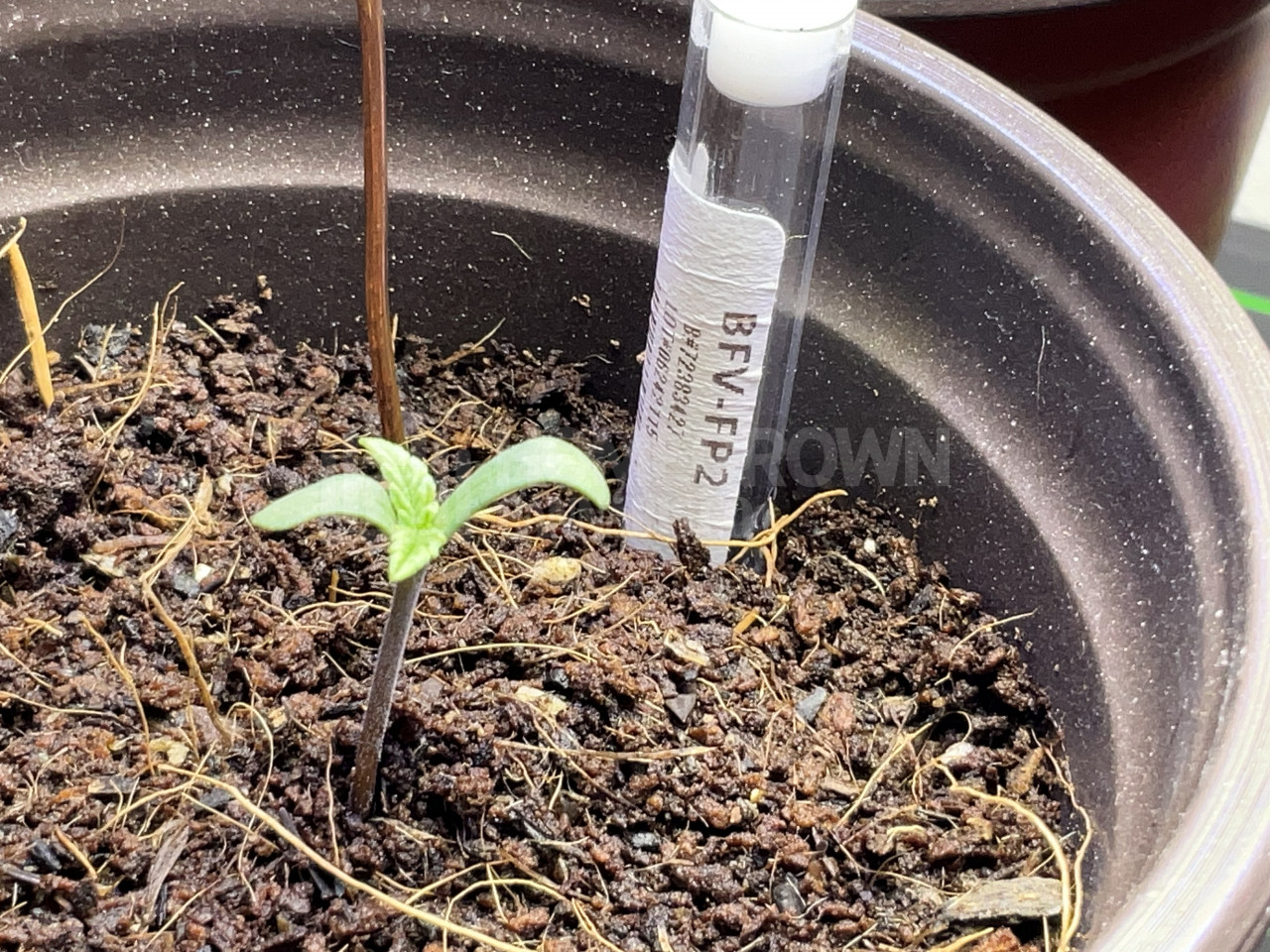 Bruce Banner Fast Version Cannabis Seeds week 1 grow journal by ...