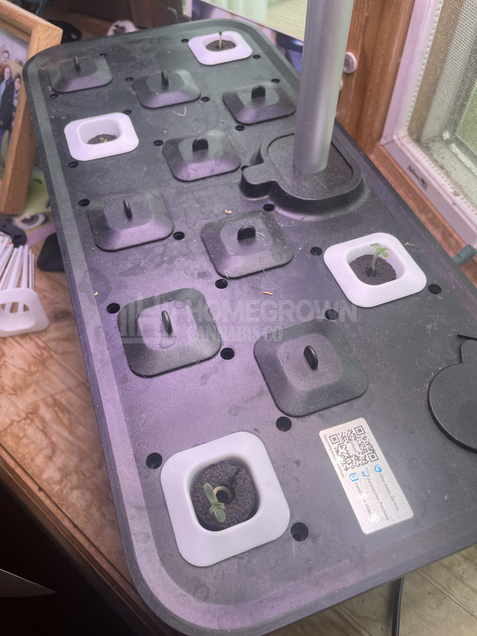 Blueberry Autoflower Cannabis Seeds week 1 grow journal by mtmind12 ...