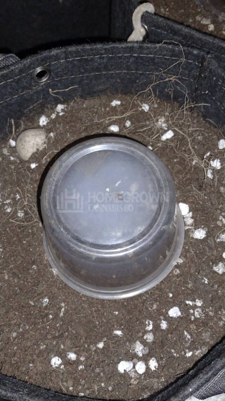 Amnesia Autoflower Cannabis Seeds week 1 grow journal by hybrid-knf ...