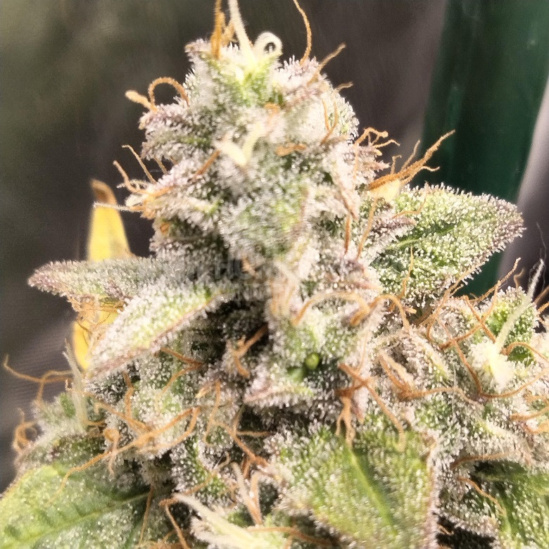 Wild Hog Auto Cannabis Seeds week 12 grow journal by fgs2021 - Try ...