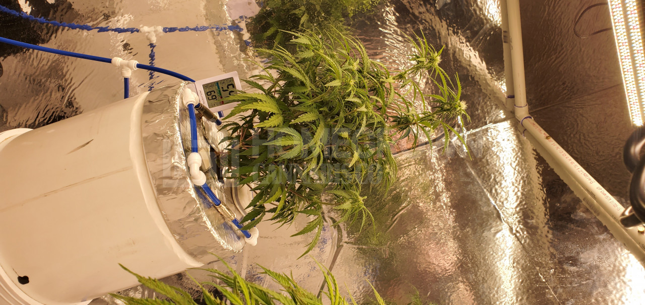 Critical Purple Autoflower Cannabis Seeds week 1 grow journal by ...