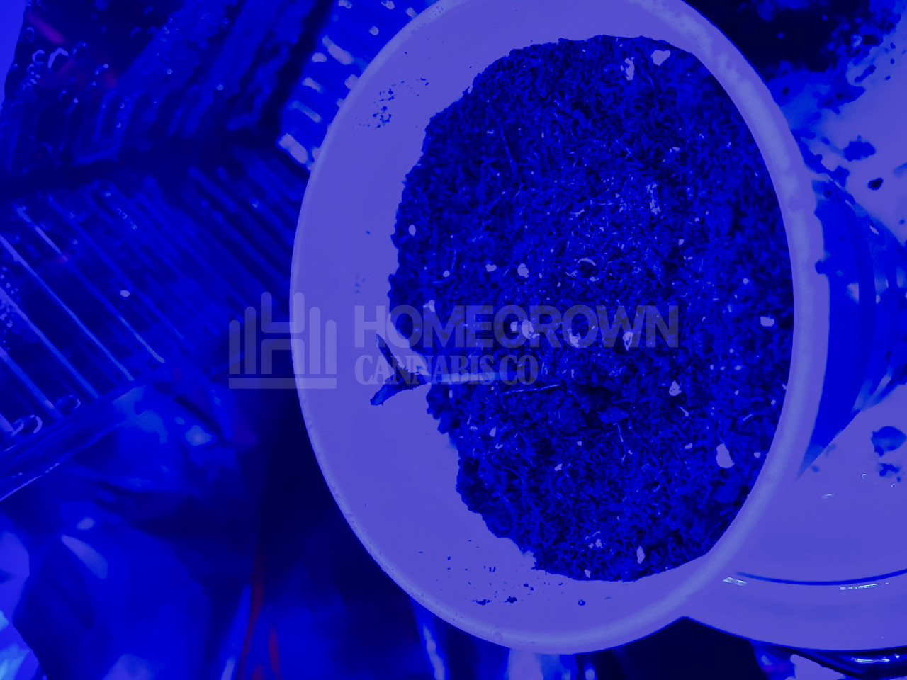 Purple Sunset Autoflower Cannabis Seeds week 1 grow journal by ...