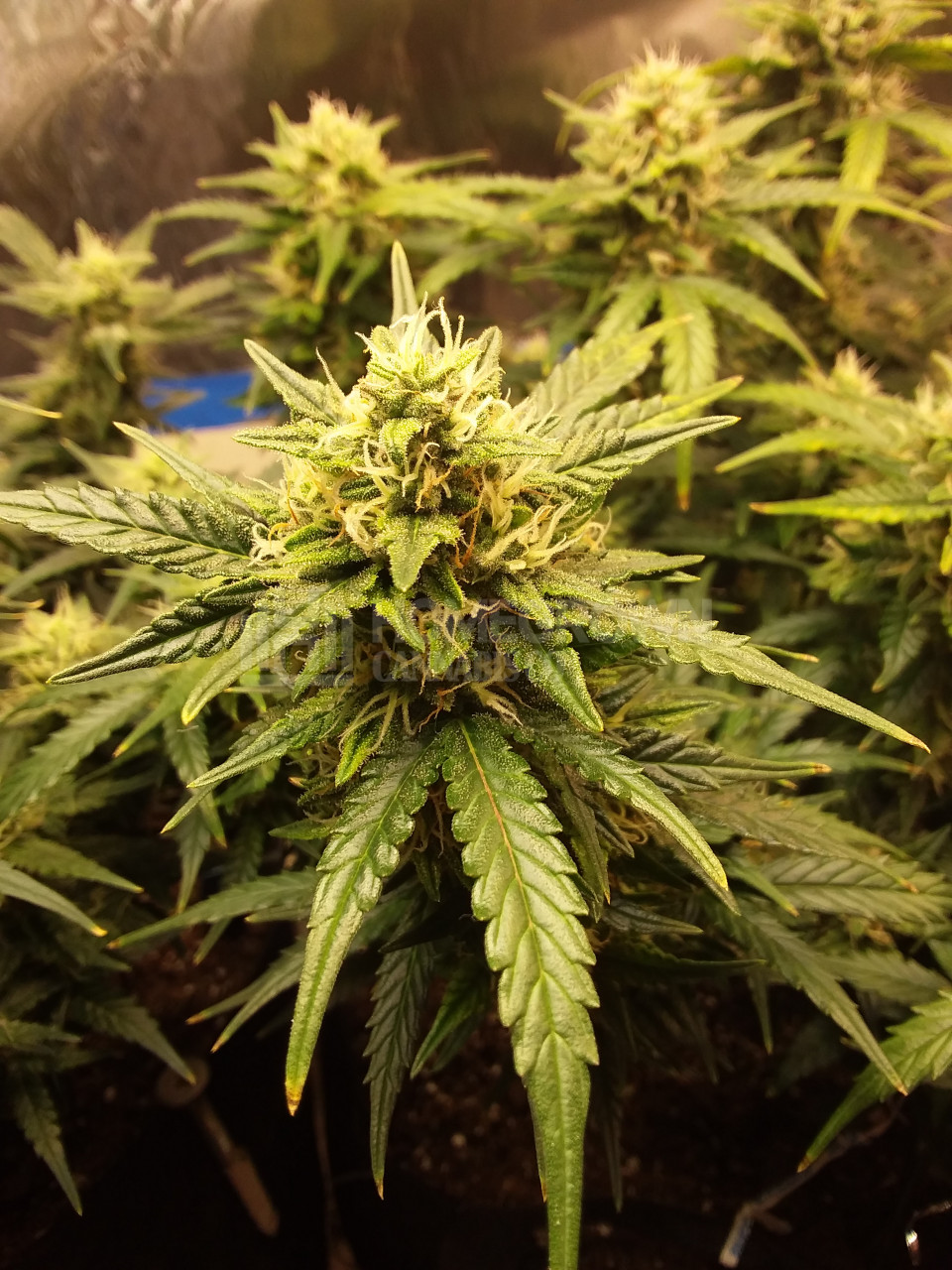 White Widow Autoflower Cannabis Seeds week 10 grow journal by jpar21 ...