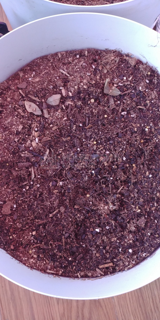 Candy Cream Autoflower Cannabis Seeds week 1 grow journal by ...