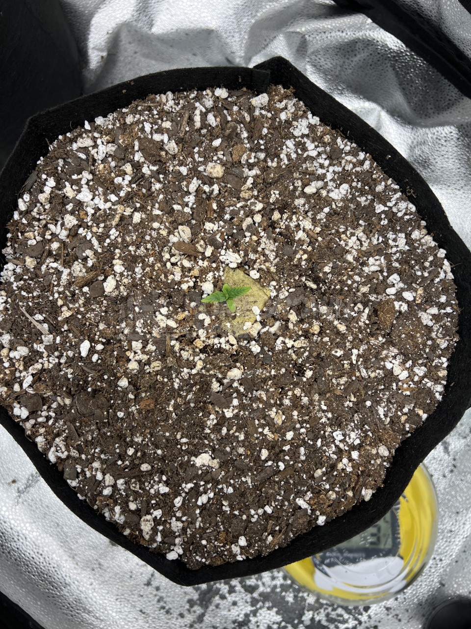 Bruce Banner Autoflower Cannabis Seeds week 2 grow journal by ...