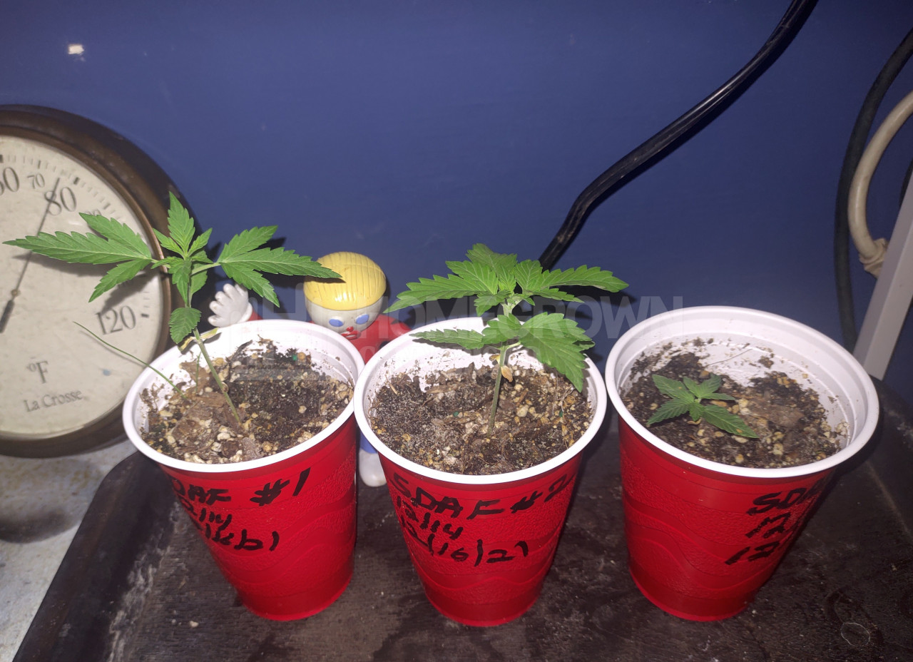 Sour Diesel Autoflower Cannabis Seeds week 3 grow journal by ...