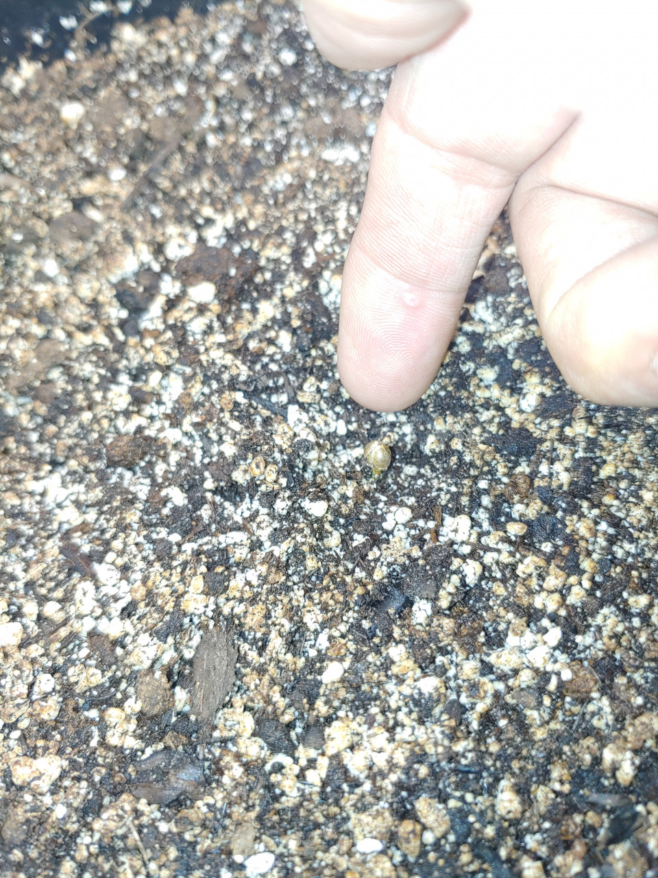 Blood Diamond OG Feminized Cannabis Seeds week 1 grow journal by ...