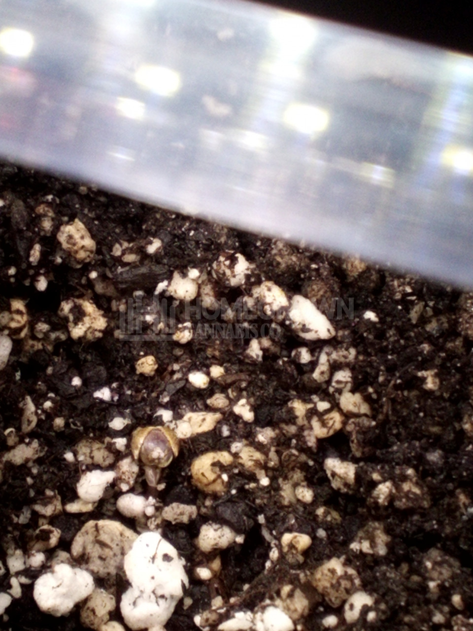 Amnesia Lemon Regular Cannabis Seeds week 1 grow journal by ...