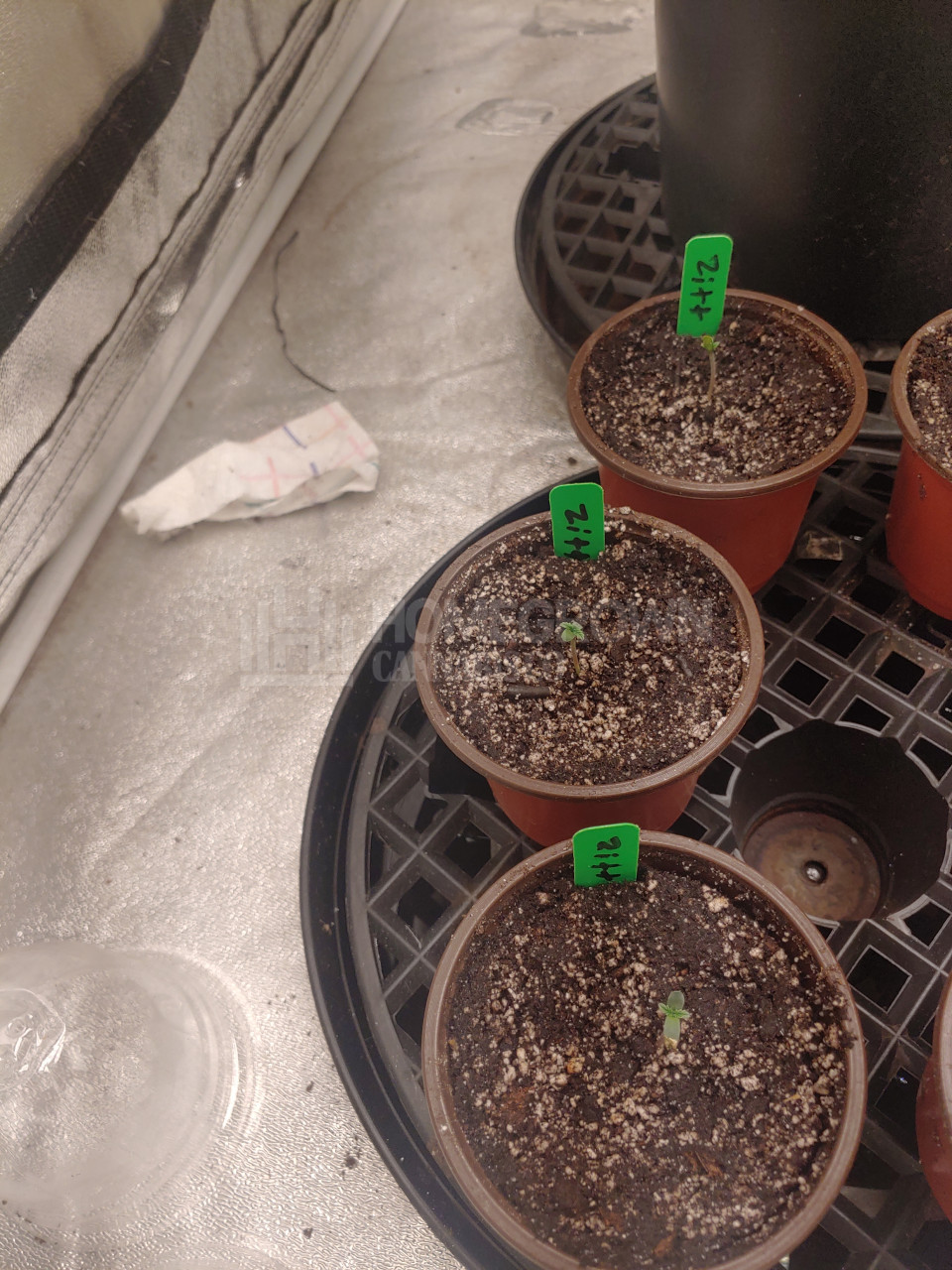 Zkittlez Autoflower Cannabis Seeds week 1 grow journal by jimig1974 ...