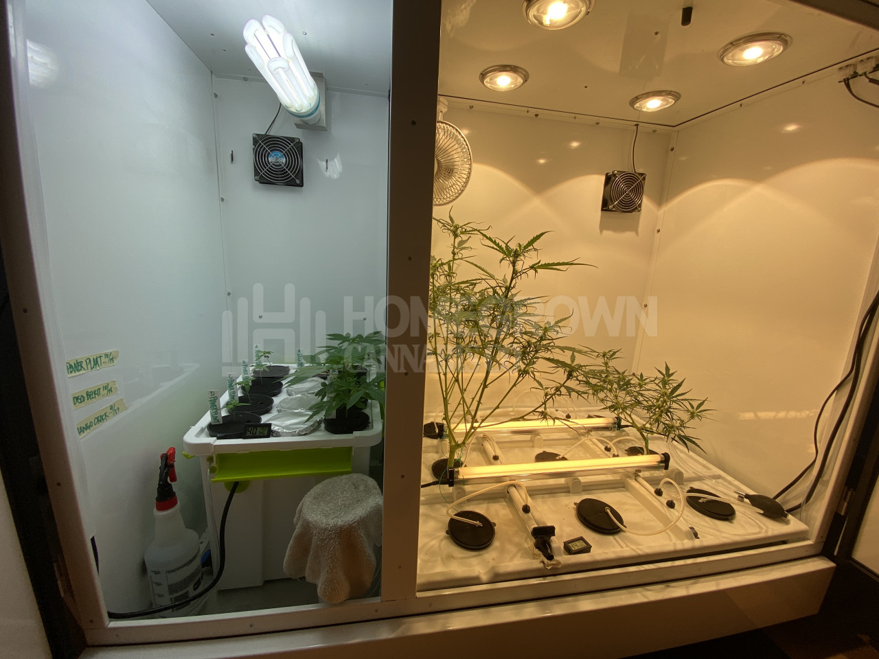 Jack Herer Autoflower Cannabis Seeds week 11 grow journal by dandan ...