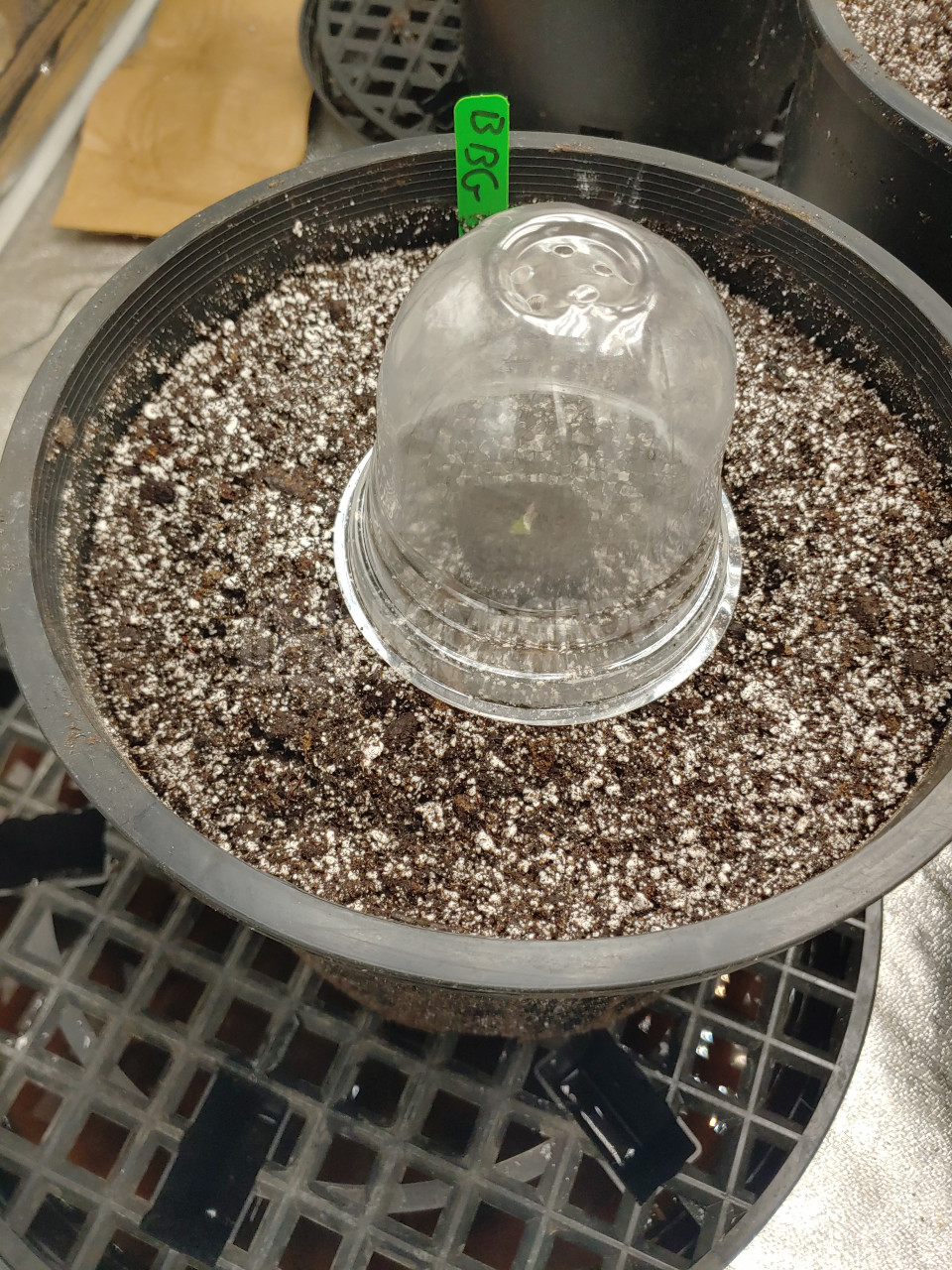 Bubblegum Autoflower Cannabis Seeds week 1 grow journal by jimig1974 ...