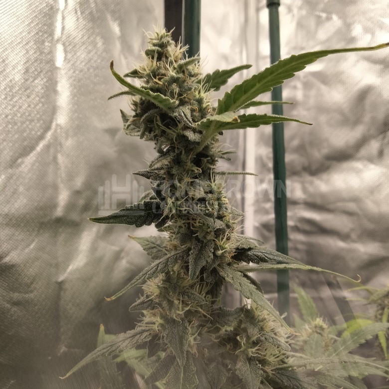 Wild Hog Auto Cannabis Seeds week 10 grow journal by fgs2021 - Try ...