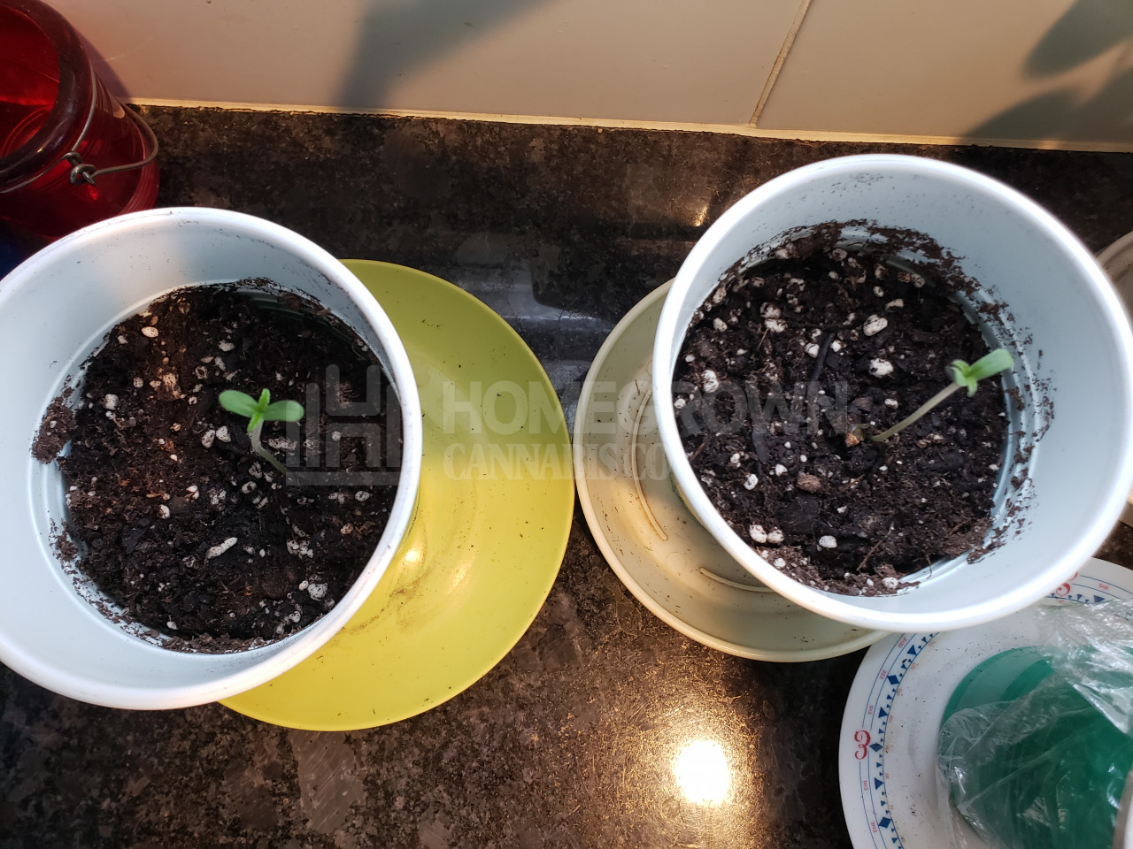 Pure Haze Feminized Cannabis Seeds week 1 grow journal by firsttime ...