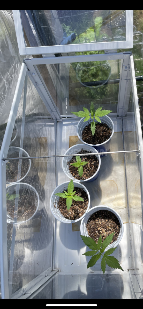 Sour Diesel Autoflower Cannabis Seeds week 3 grow journal by ...