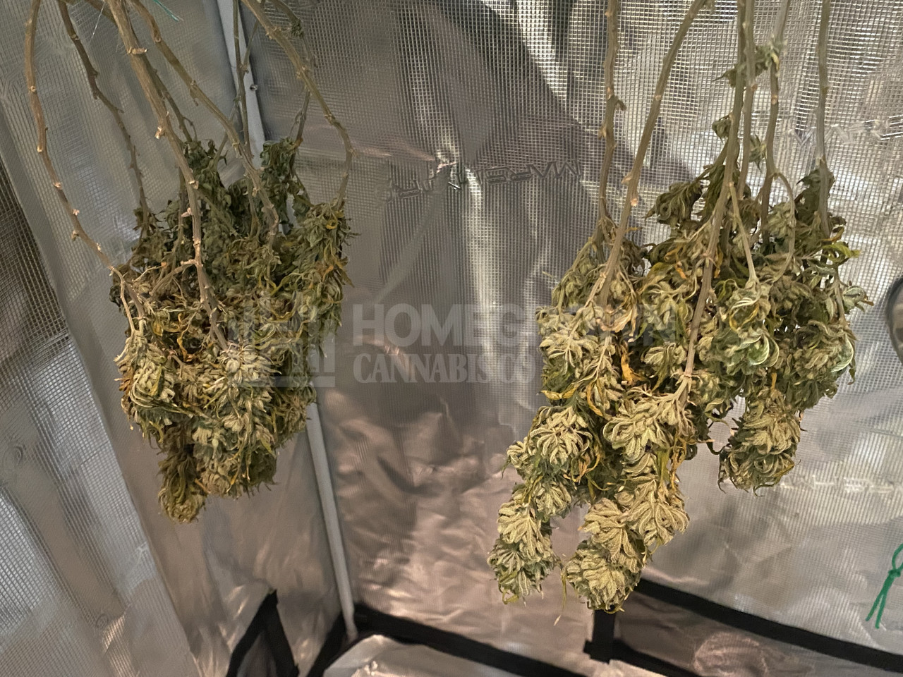 Blood Diamond OG Feminized Cannabis Seeds week 24 grow journal by ...