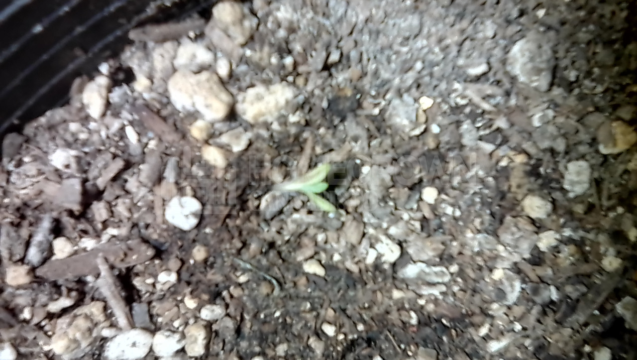 Lowryder Autoflower Cannabis Seeds week 1 grow journal by corneliusc ...